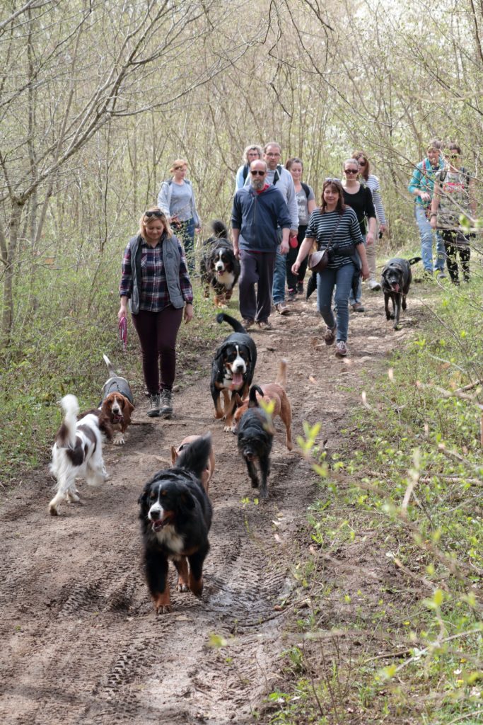 Balades canines collectives – Au chien de Stanislas